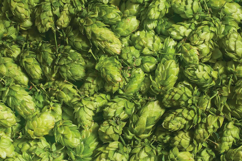 HOP STAND – Brewcraft